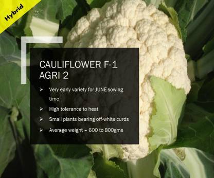 VibeX CAULIFLOWER F-1 AGRI 2 SEEDS(1000 Seeds) Seed Price in India ...