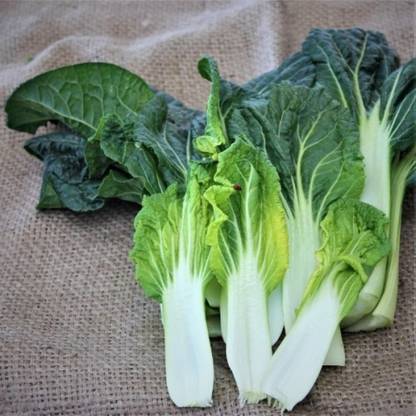 Atlus Pak Choi White Stem Seed Price in India - Buy Atlus Pak Choi ...