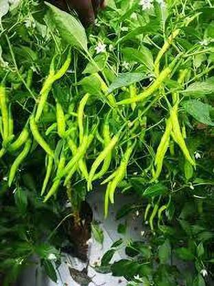 Weber Chilli seed , mirchi seed Seed Price in India - Buy Weber Chilli ...