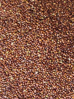 Agromate HEDGE LUCERN, DASHRATH GHAS, VELIMASAL, DESMANTHUS, FODDER ...