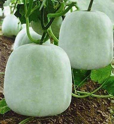 Aywal Ash Gourd (Mithai Petha) Seed Price in India - Buy Aywal Ash ...