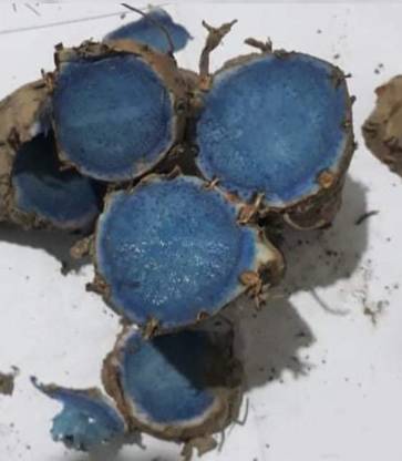 Seedbazaar Black Turmeric, Kali Haldi, Nalla Pasupu, Kari Manjal ...