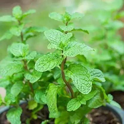 MAA Mint, Pudina Seed Price in India - Buy MAA Mint, Pudina Seed online ...