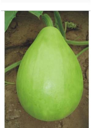 VERL Round Bottle Gourd, Ghiya Seed Price in India - Buy VERL Round ...