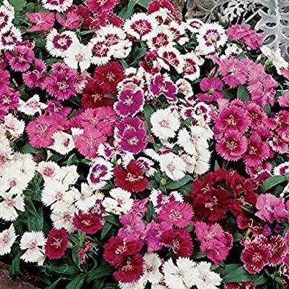 MAA Dianthus, Pink, Carnation Seed Price in India - Buy MAA Dianthus ...
