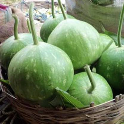 KANAYA LAW/LOWKI Round Bottle Gourd Lauki/Lau/Clabash Seed Price in ...