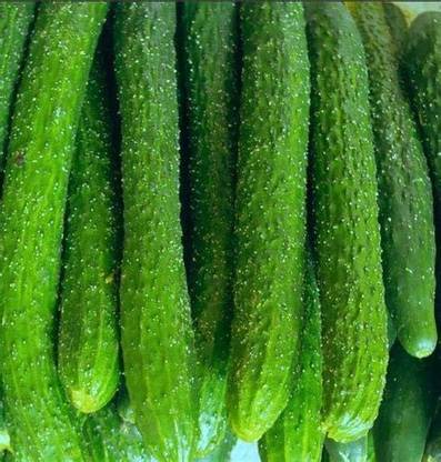 CYBEXIS Yard Long Cucumber Vegetable Seeds500 Seeds Seed Price in India ...