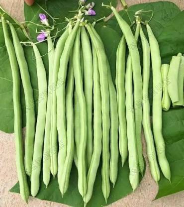 Aro Cowpea, Lobia Seed Price in India - Buy Aro Cowpea, Lobia Seed ...