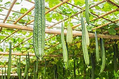 KANAYA Dhari Tori (Ridge Gourd) Hybrid Vegetable Seed Price in India ...
