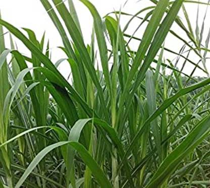 Kapebonavista Typha domingensis Lesser Indian Reedmace Elephant Grass ...