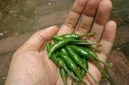 PODHA chilli ,mirchi Seed Price in India - Buy PODHA chilli ,mirchi ...