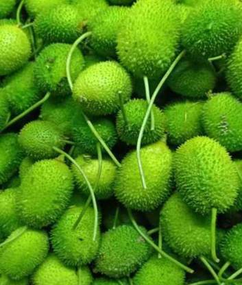 VS GLOBAL Kantola seeds/ spiny gourd / Akakara seeds/ Adavi kakara ( 25 ...