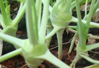 KANAYA Knol Khol Vegetable Fresh Hybrid Seed Price in India - Buy ...