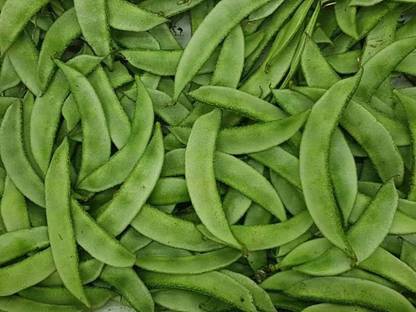 Gromax India Special Winter Season Sem Phali Hybrid Vegetable Seed, For ...