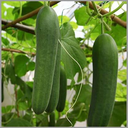 KANAYA Kheera Seed Price in India - Buy KANAYA Kheera Seed online at ...