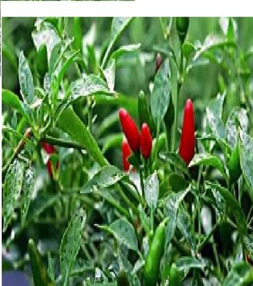 wequality Deshi hot chilli/mirch/mirach pepper seeds/red chilli seeds ...
