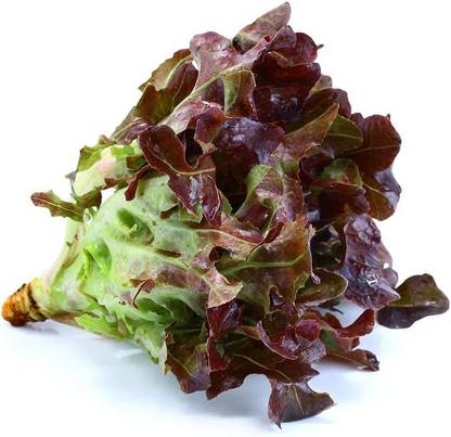 WILLVINE TLX-417 Red Romaine Lettuce Seeds (Super Red) Seed Price in ...
