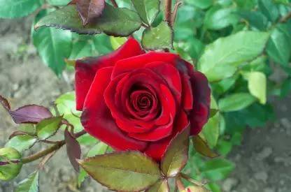 Chalisa Rose, Flower seeds Seed Price in India - Buy Chalisa Rose ...