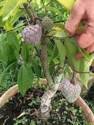 MAA Custard Apple, sitafal, sitaphal Seed Price in India - Buy MAA ...