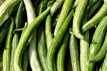 EVERSEED Organic Snake Gourd / Chichinda Seed Price in India - Buy ...