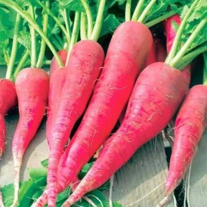 MAA Radish Red, Muli Seed Price in India - Buy MAA Radish Red, Muli ...