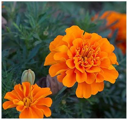 Organic Galaxy Fresh Genda Flower Hybrid Quality Seed Price in India ...