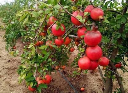 DIOART POMEGRANATE,ANAR Seed Price in India - Buy DIOART POMEGRANATE ...