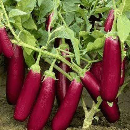 MAA Brinjal purple long, Brinjal, Eggplant Seed Price in India - Buy ...