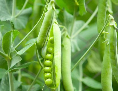 KANAYA Peas Seeds( Matar Ke Beej) Seed Price in India - Buy KANAYA Peas ...