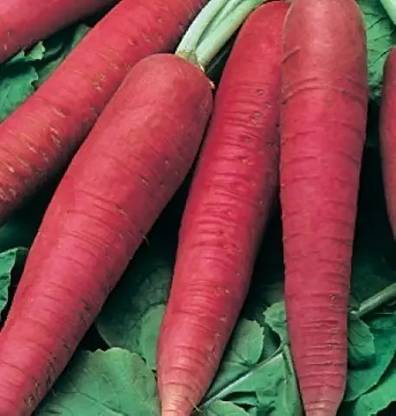 MAA Radish Red, Muli Seed Price in India - Buy MAA Radish Red, Muli ...
