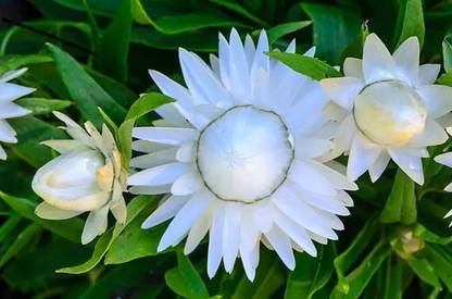 Aro Helichrysum Seed Price in India - Buy Aro Helichrysum Seed online ...