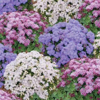 Paudha Ageratum ball mix Seed Price in India - Buy Paudha Ageratum ball ...