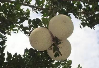 Aro Wood apple, Bel fruit, Kaitha, Katbel, Beal Fruit Seed Price in ...