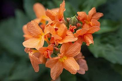 Aro Crossandra, Firecraker Flower Seed Price in India - Buy Aro ...