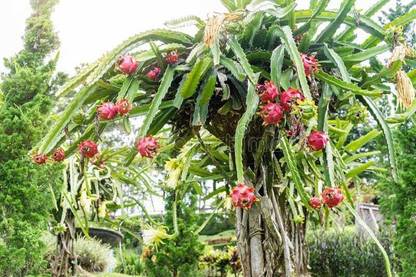 Oliver HYBRID DRAGON FRUIT SEED Seed Price in India - Buy Oliver HYBRID ...