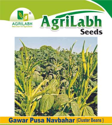 agrilabh GAWAR PUSA NAVBAHAR CLUSTER BEANS Seed Price in India - Buy ...