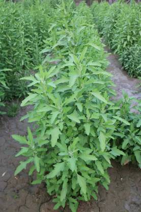 ITTUMM Bathua (Chenopodium) Seed Price in India - Buy ITTUMM Bathua ...