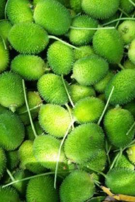 ROSEMERC SPINY GOURD/ KANTOLA SEED ( 10 per packet ) Seed Price in ...