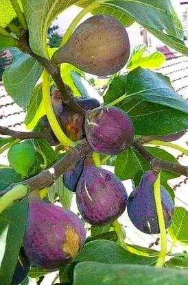 CARIBBEAN PREMIUM HYBRID FIG ANJEER Seed Price in India - Buy CARIBBEAN ...