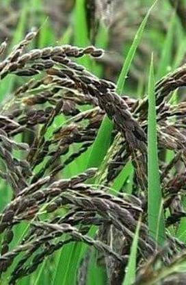 STOKIYA BLACK RICE PADDY F1 HYBRIDE VARIETY RAREST MANIPURI PADDY (2 KG ...