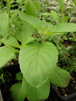 Aywal Natural Tulsi Holy Plant Seed Indian Tulsi Plants Seed Price in ...
