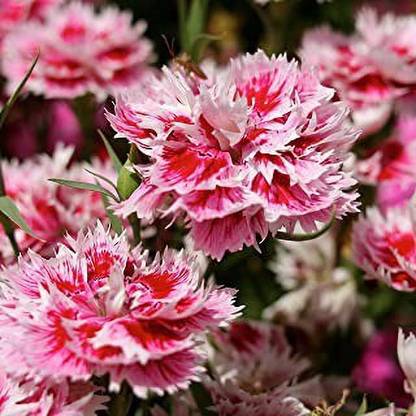 MAA Dianthus, Pink, Carnation Seed Price in India - Buy MAA Dianthus ...