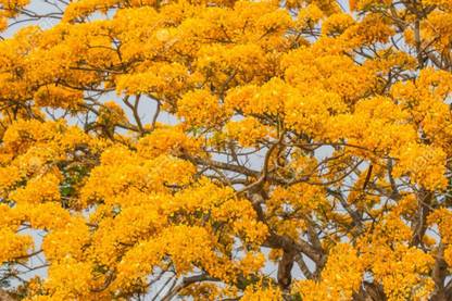 LYRS Gulmohar (The Flame Tree) Yellow Flower Seed For Home Planting ...