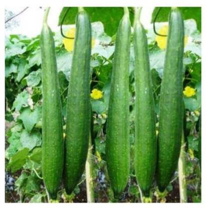 WILLVINE NBIR-92 Sponge Gourd,Nenua,Nethi Birakai Seed Seed Price in ...