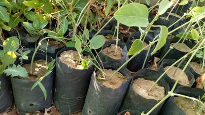 Shatras Agri JIVANTI PLANT, DODI PLANT, JEEVANTI PLANT Seed Price in ...