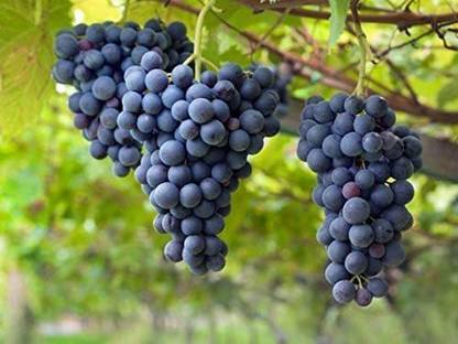 ENINE Kale Angoor angur black grapes fruit seeds angur beej 20 Beej S251 Seed Price in India ...