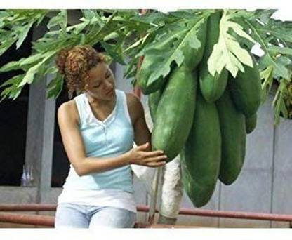 MAA Papaya, Papita Seed Price in India - Buy MAA Papaya, Papita Seed ...