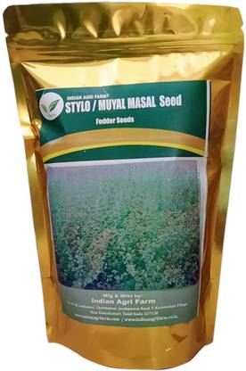 IAgriFarm Stylo / Muyalmasal / Stylosanthes Scabra - 1 Kg For Fodder ...