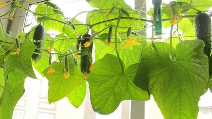 VibeX ® XLR-317 Indoor Cucumber F1 Self-Pollinating - Green Seed Price ...