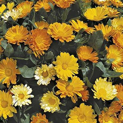 KANAYA Yellow Organic Calendula Flower Seed Price in India - Buy KANAYA ...